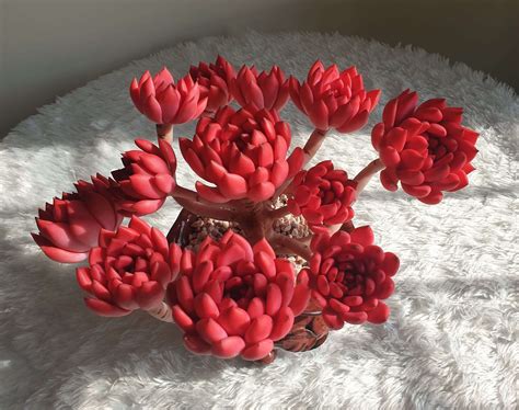 Tổng Hợp Danh Sách Các Loại Sen Đá Tên Gọi Và Phân Loại Sen Đá Gốm