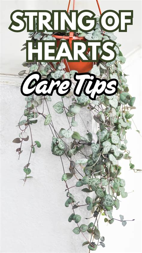 String Of Hearts Care Tips And Tricks For A Thriving Plant