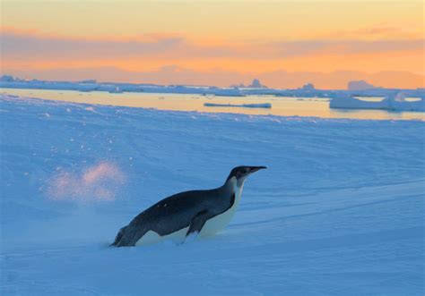 Імператорський пінгвін повернувся до української антарктичної станції