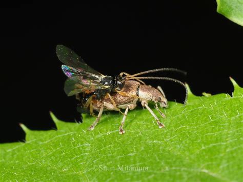 So Shimizu On Twitter The Female Hyperparasitoid Wasp Of The Genus
