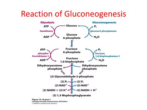 Gluconeogenesis Ppt Gate Notes Pptxpptx