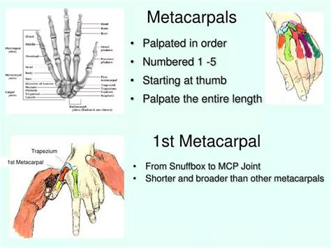 Ppt Metacarpals Powerpoint Presentation Free Download Id3203797