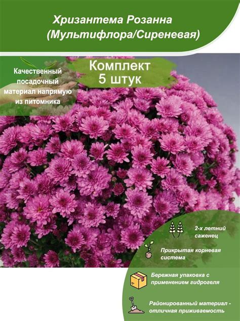 Посадочный материал. 5шт / Хризантема Розанна (Мультифлора/Сиреневая ...