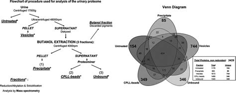 Flowchart Of The Multifractionation Procedures For Urinary Proteomic