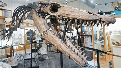 World Fossil Finder Museum Hot Springs Sd