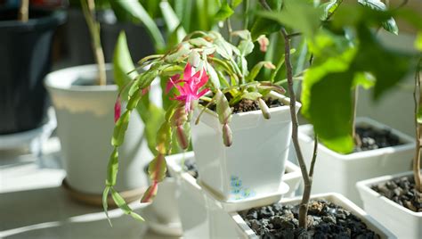 게발선인장 꽃 2월 개화 시작 Christmas Cactus 게으른 나무