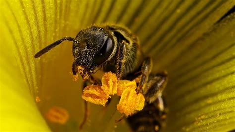 Wallpaper Bee Flower Pollination Insect Hd Picture Image