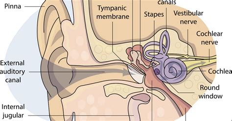 The Styrous® Viewfinder Bppv Vs Labyrinthitis Dix Hallpike Epley And Jil Sander