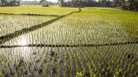 Rice Breeding Breakthrough To Feed Billions Uc Davis