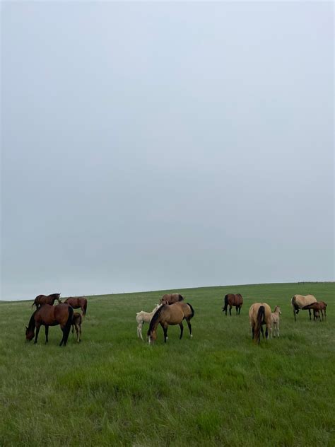 Lazy Js Ranch Lazy Js Ranch Added A New Photo