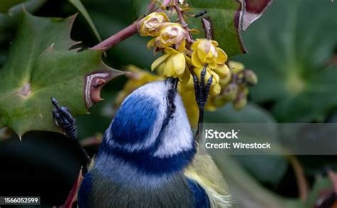 자연 서식지의 작은 관목 꼭대기에 자리 잡은 장엄한 유라시아 푸른 가슴 관목에 대한 스톡 사진 및 기타 이미지 관목 깃털 꼬리 Istock