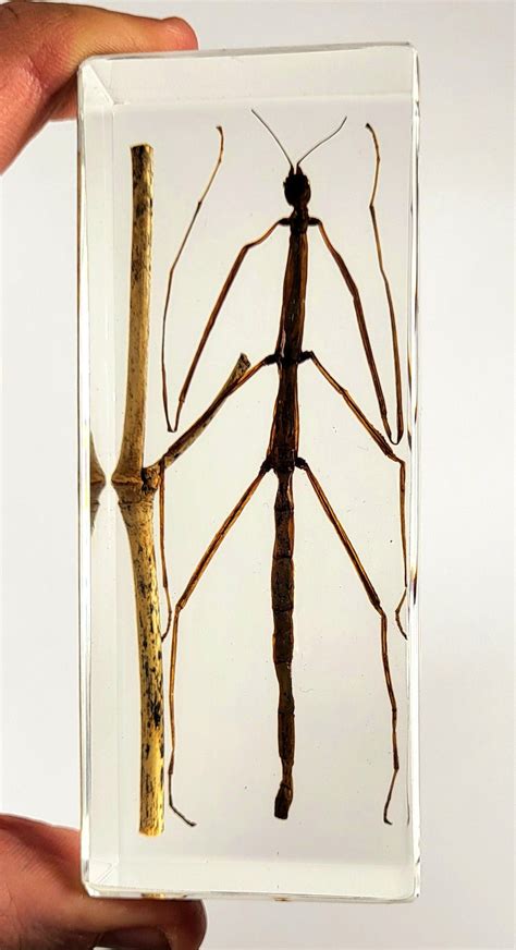 Real Stick Insect Phasmatodea Bug In Clear Lucite Resin 110mm Preserved