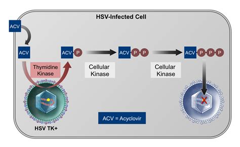 Core Concepts Herpes Simplex Virus Genital Pathogen Based