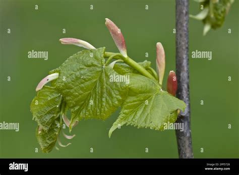 Small Leaved Small Leaved Lime Tilia Cordata Young Leaves And Bracts On A Tree In Spring