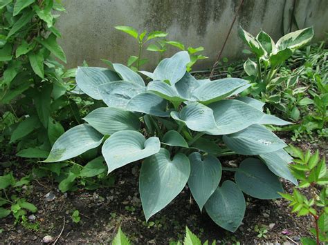 Хоста /Hosta /Функия - Страница 38 - Форум HobbyKafe.com