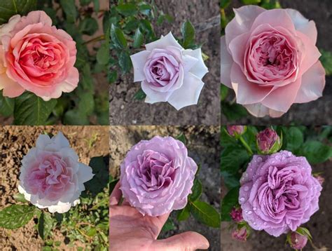 მწვანე სამყარო • Green მწვანე სამყარო • Green World