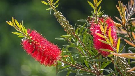 Bottle Brush Plant Care Tips Varieties And Growing