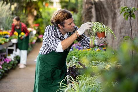 Experienced Floriculturist Checking Potted Chlorophytum Comosum In