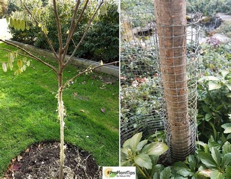 How To Protect Trees From Deer Damage