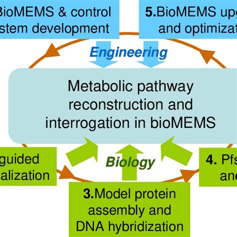 Schematic Flow Of Programmable Enzyme Assembly In A Prepackaged