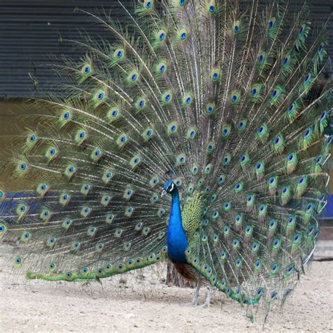 Peacock In A Farm Stock Image Image Of Natural Gorgeous 371157023