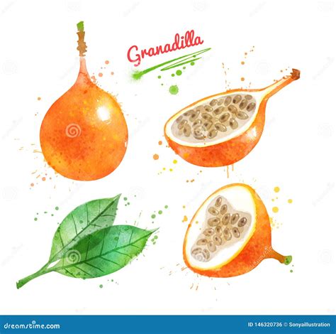 Watercolor Illustration Of Granadilla Fruit Stock Illustration Illustration Of Passionfruit