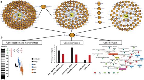 a networks represents the number of gene models associated with kernel