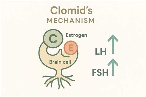 Clomid For Men Benefits And Dosage Guide Bodyspec