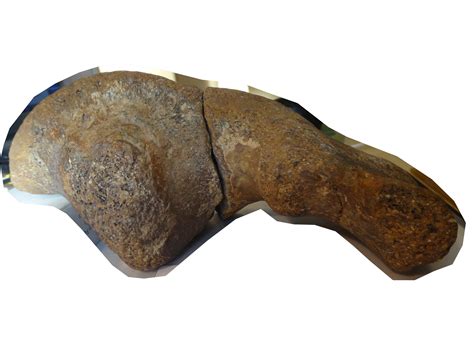unknown bone from hastings beds england fossil id the fossil forum