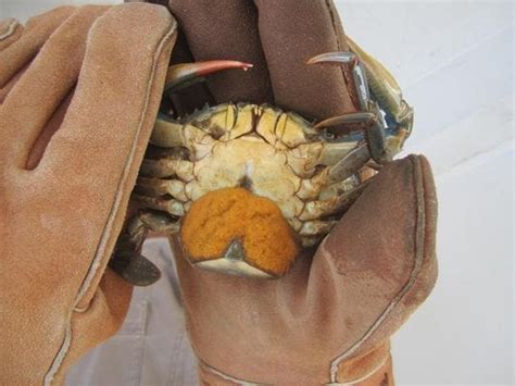 Tides The Spectacular Life Cycle Of A Crab