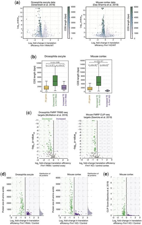 Fmrp Has A Highly Conserved Role To Promote Translation In Drosophila