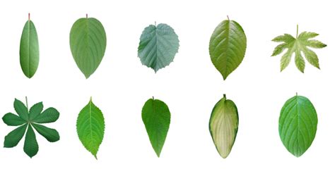 Leaf Texture 10 Pack Version 2 3d Model In 3d Textures 3dexport