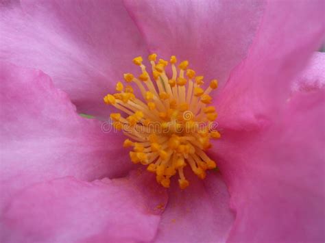 Tea Oil Camellia or Oil Seed Camellia. Close Up Details View. Stock ...