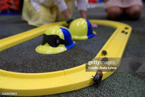 Cockroach Races Photos And Premium High Res Pictures Getty Images