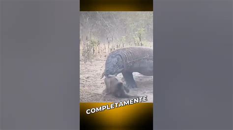Dragon De Comodo Comiendo Youtube