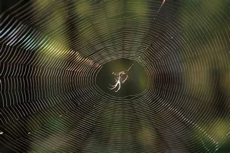 Curioustem How Do Spiders Spin Webs