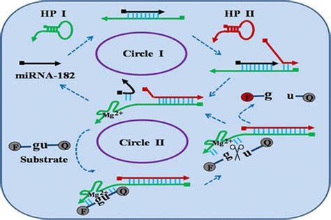 Principle For Target Microrna Detection Based On Dna Circuits And Dnazyme Download Scientific