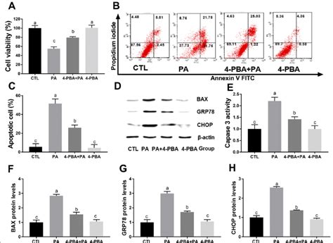 4 Pba Attenuates The Pa Induced Apoptosis And Er Stress In Mltc 1