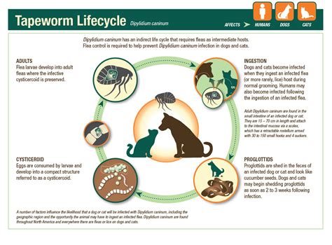 Revolution Plus For Cats Tapeworms