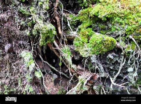Close Up Of Tree Roots With Ground And Moss Forest Background Stock