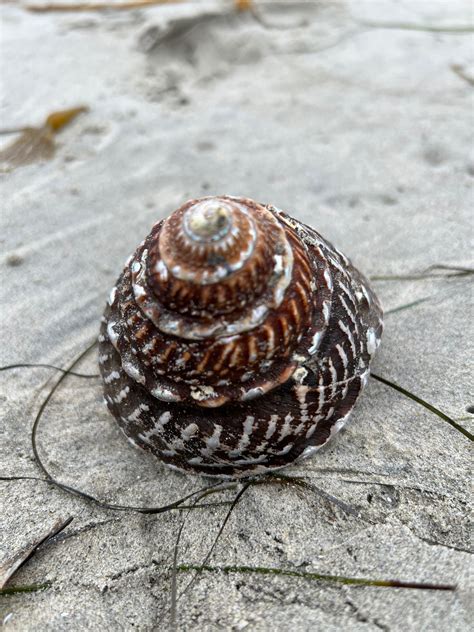 Snail Shell Section