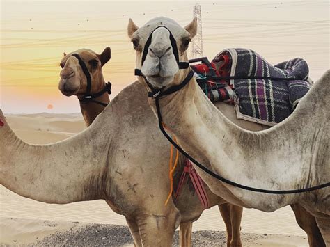 Uae Events 2023 26 Incredible Things To Look Forward To