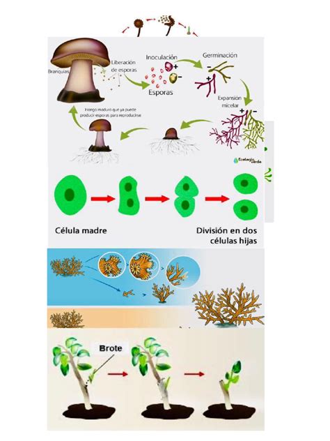 Albun De Reproduccion Axeual Pdf