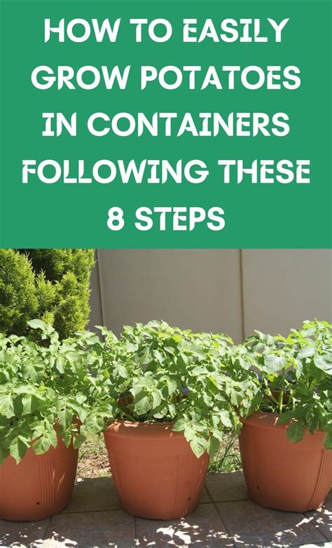 How To Easily Grow Potatoes In Containers Following These 8 Steps