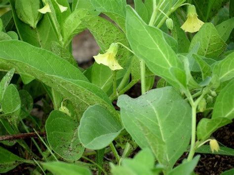 Dune Ground Cherry Physalis Walteri Flower Leaf Uses Picturethis