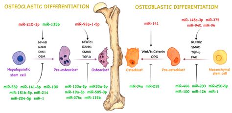 Prostate Cancer Effect On Bone At Stormy Shumate Blog