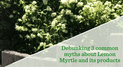 Debunking 3 Common Myths About Lemon Myrtle Lemon Myrtle Fragrances