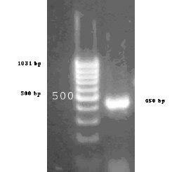 Restriction Analysis Of PGEX 4T1 P35 There Is A NotI Restriction Site Download Scientific