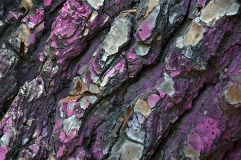 Painted Tree Bark Free Stock Photo Public Domain Pictures