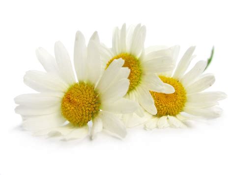 Chamomile Essential Oil Anthemis Nobilis Roman